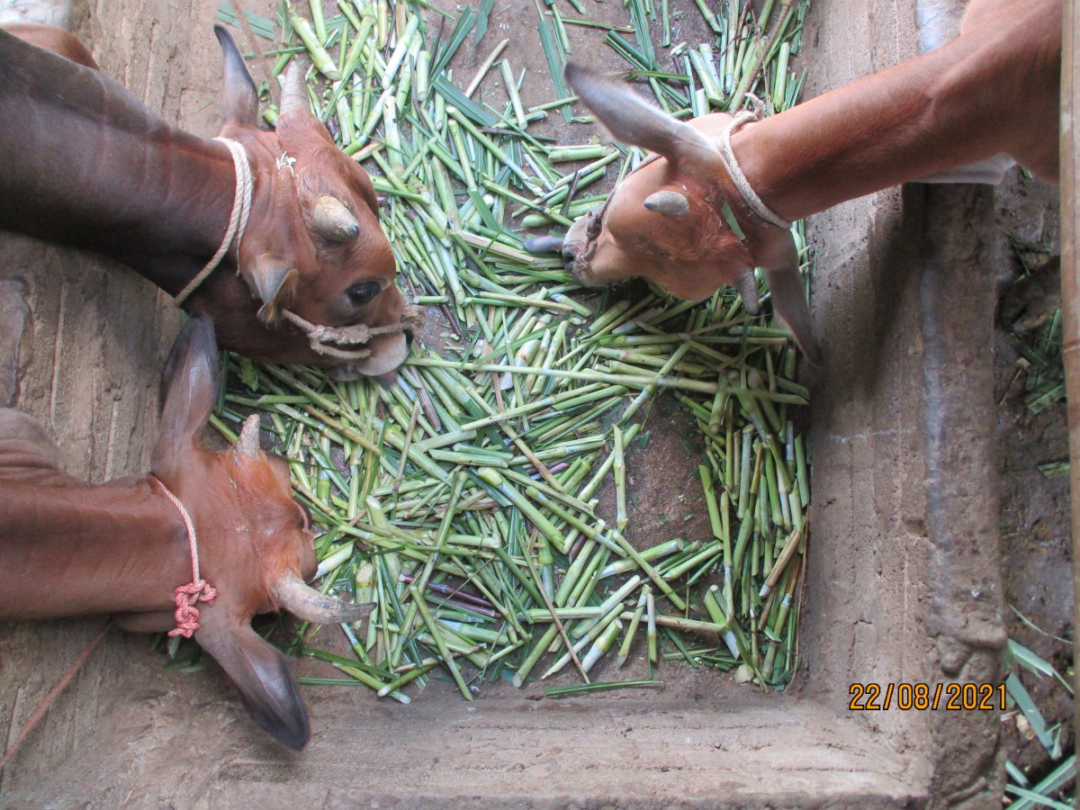 SAPLING initiative’s stakeholder consultation proposes priority ...